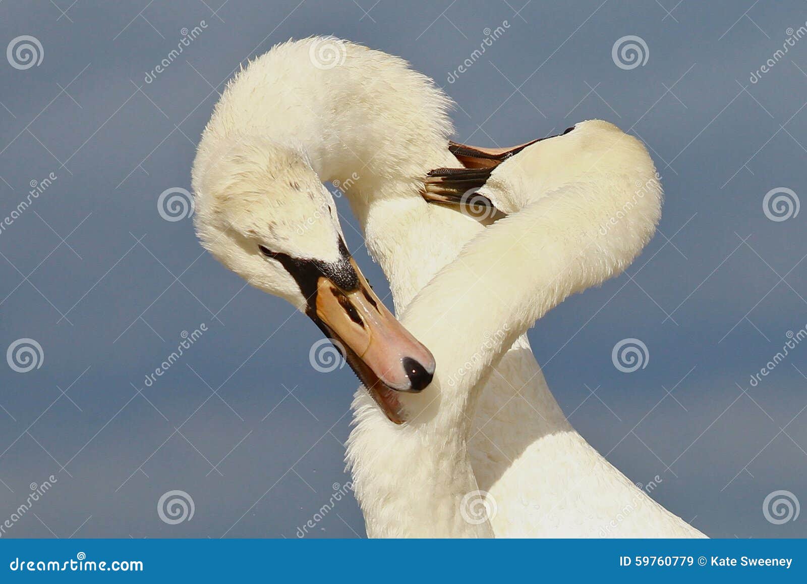 Swans fighting stock image. Image of neck, fighting, blue - 59760779