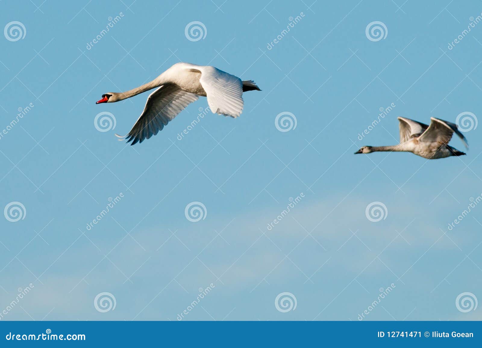 Swans in flight stock image. Image of colony, mute, pair - 12741471