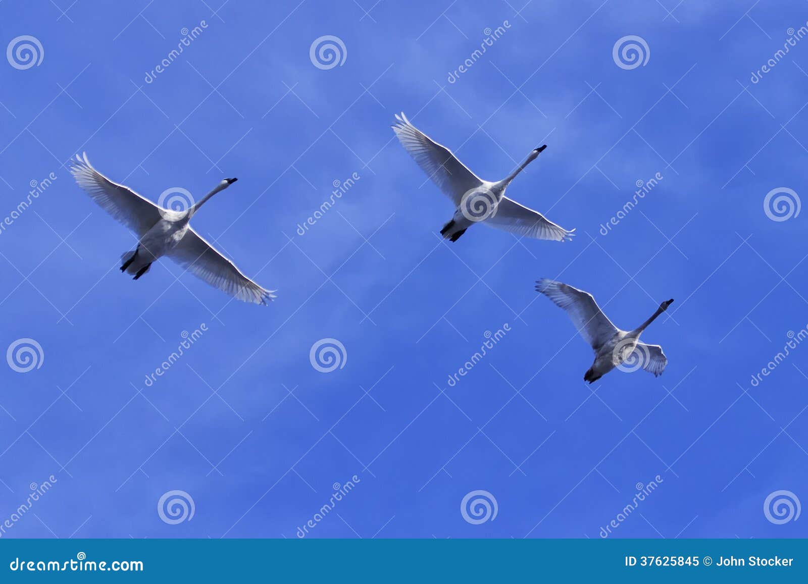 Swans in Flight stock image. Image of wing, flying, reflection - 37625845