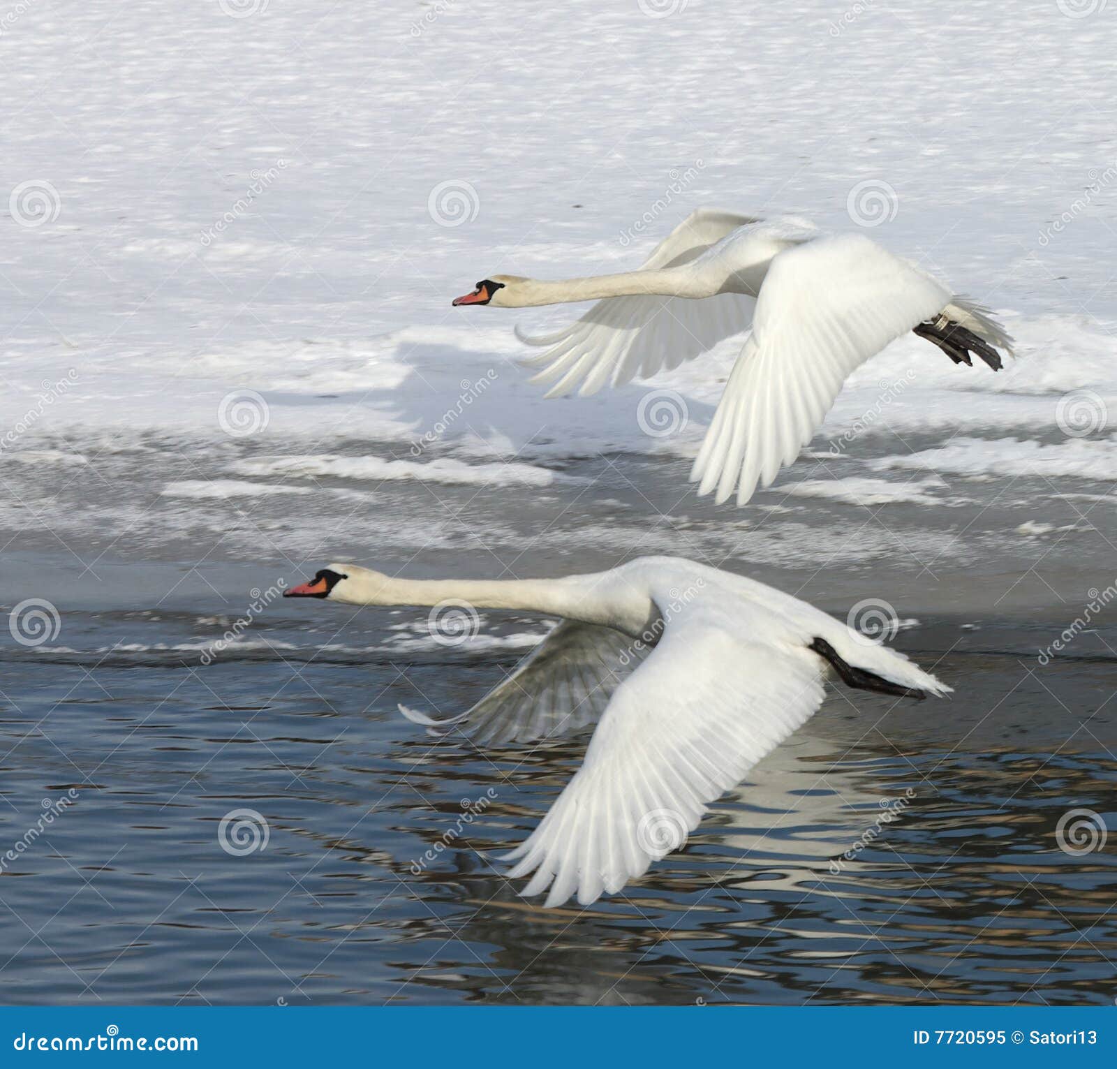 Swans in flight stock image. Image of life, flying, flight - 7720595