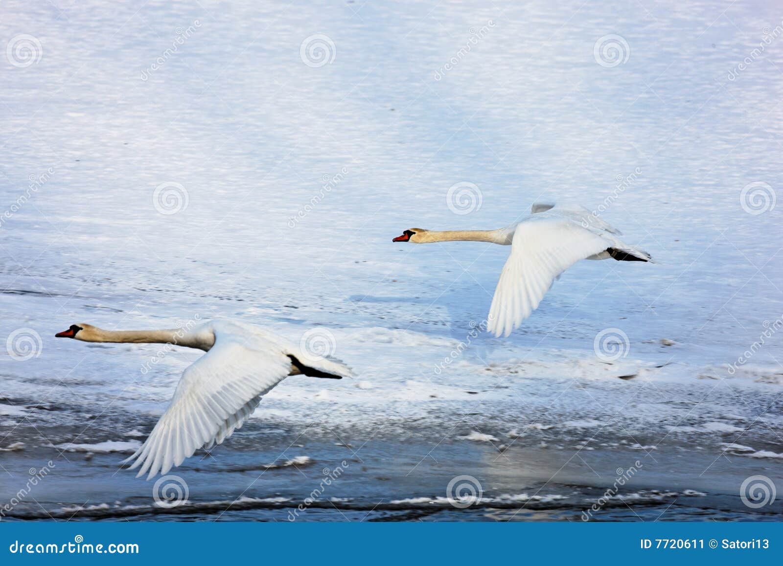 Swans in flight stock image. Image of neck, beautiful - 7720611