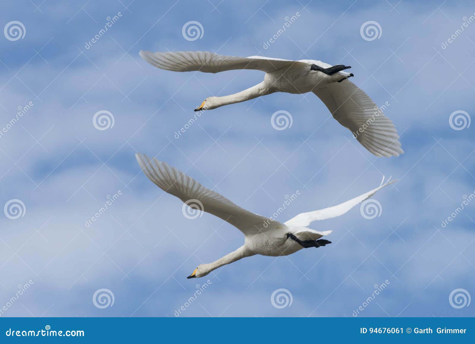 Swans in flight stock image. Image of couple, pair, blue - 94676061