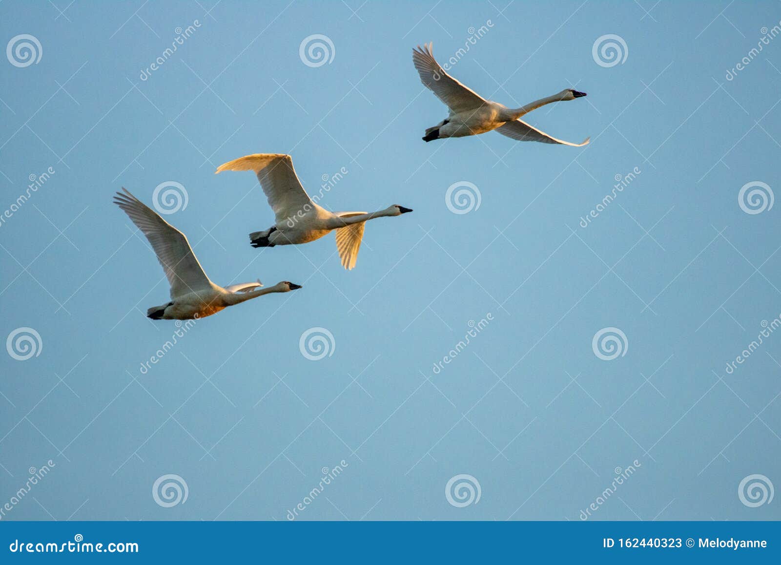 Swans in flight at Sunset stock image. Image of wings - 162440323