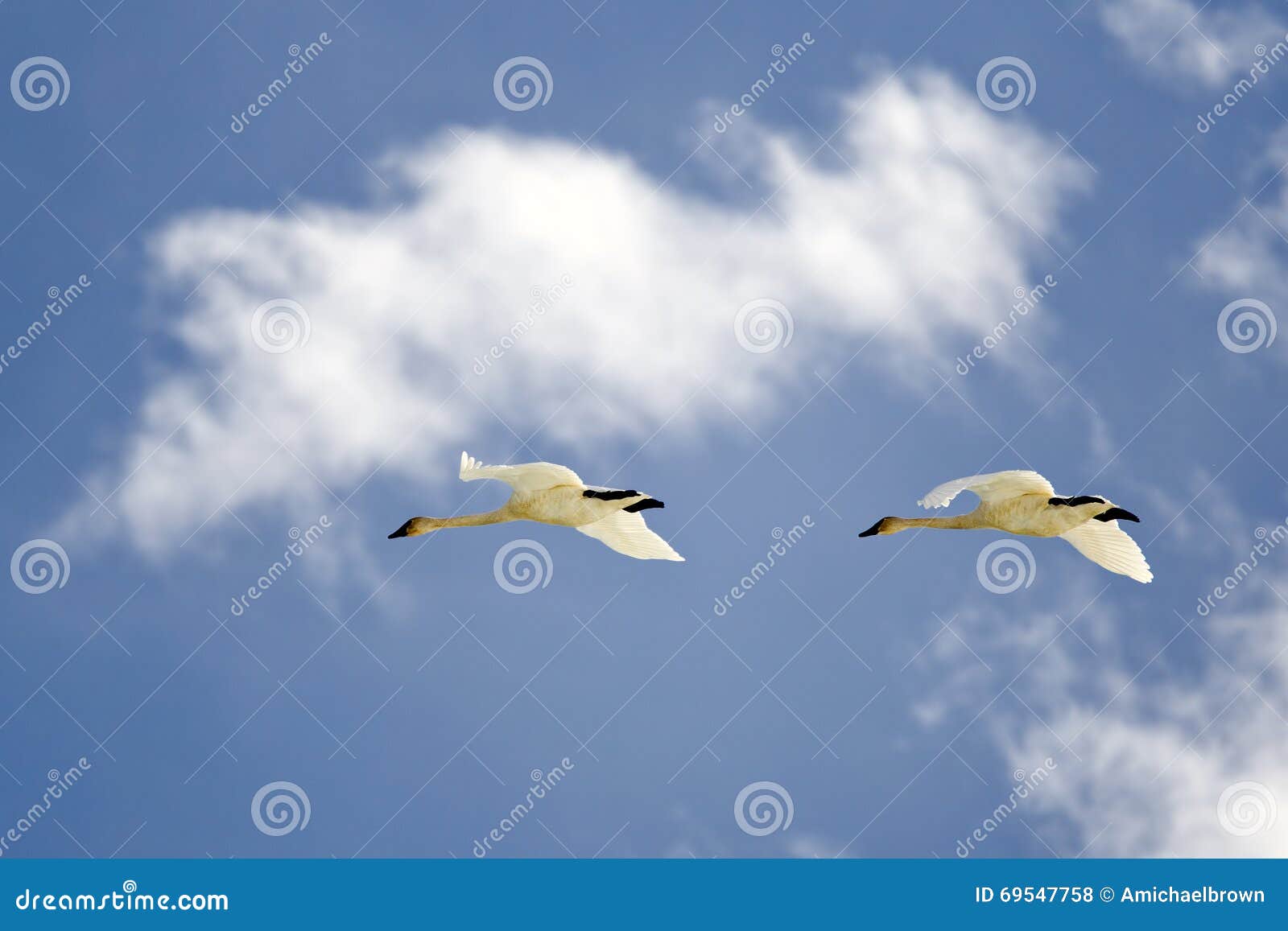 Swans in Flight stock photo. Image of lake, yukon, captured - 69547758