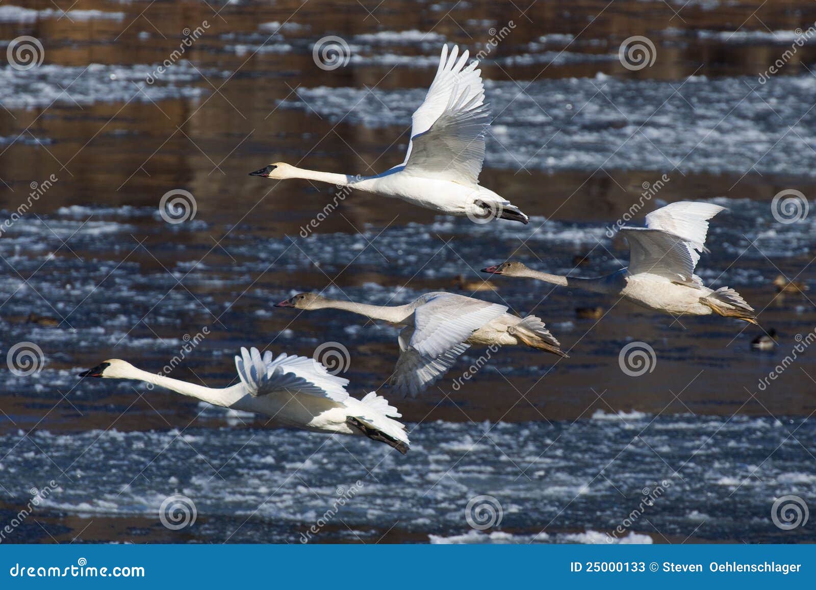 Swans Flying stock image. Image of rare, protected, trumpeter - 25000133