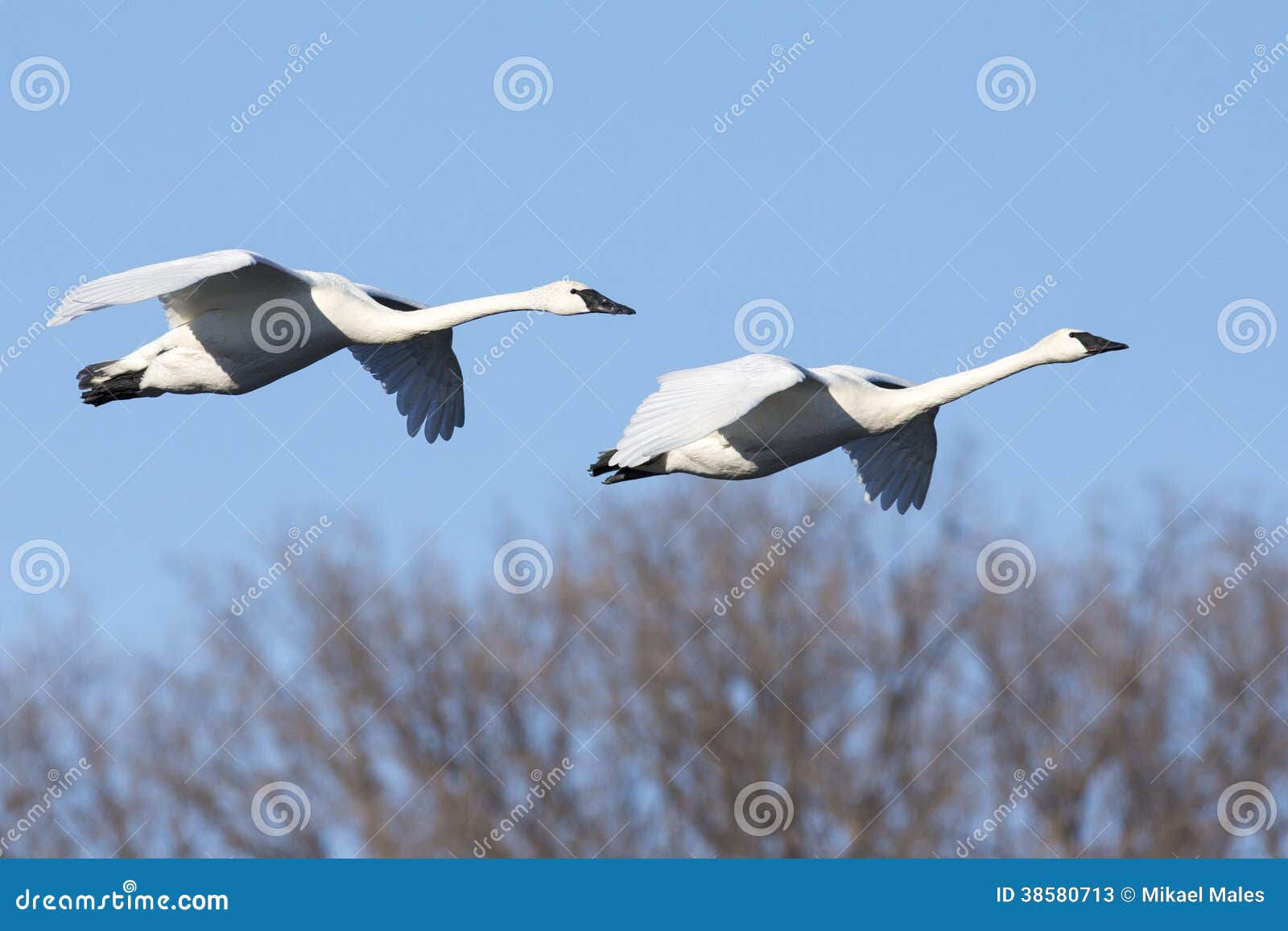 Swans Flying Agist Blue Sky Stock Image - Image of animal, migration ...