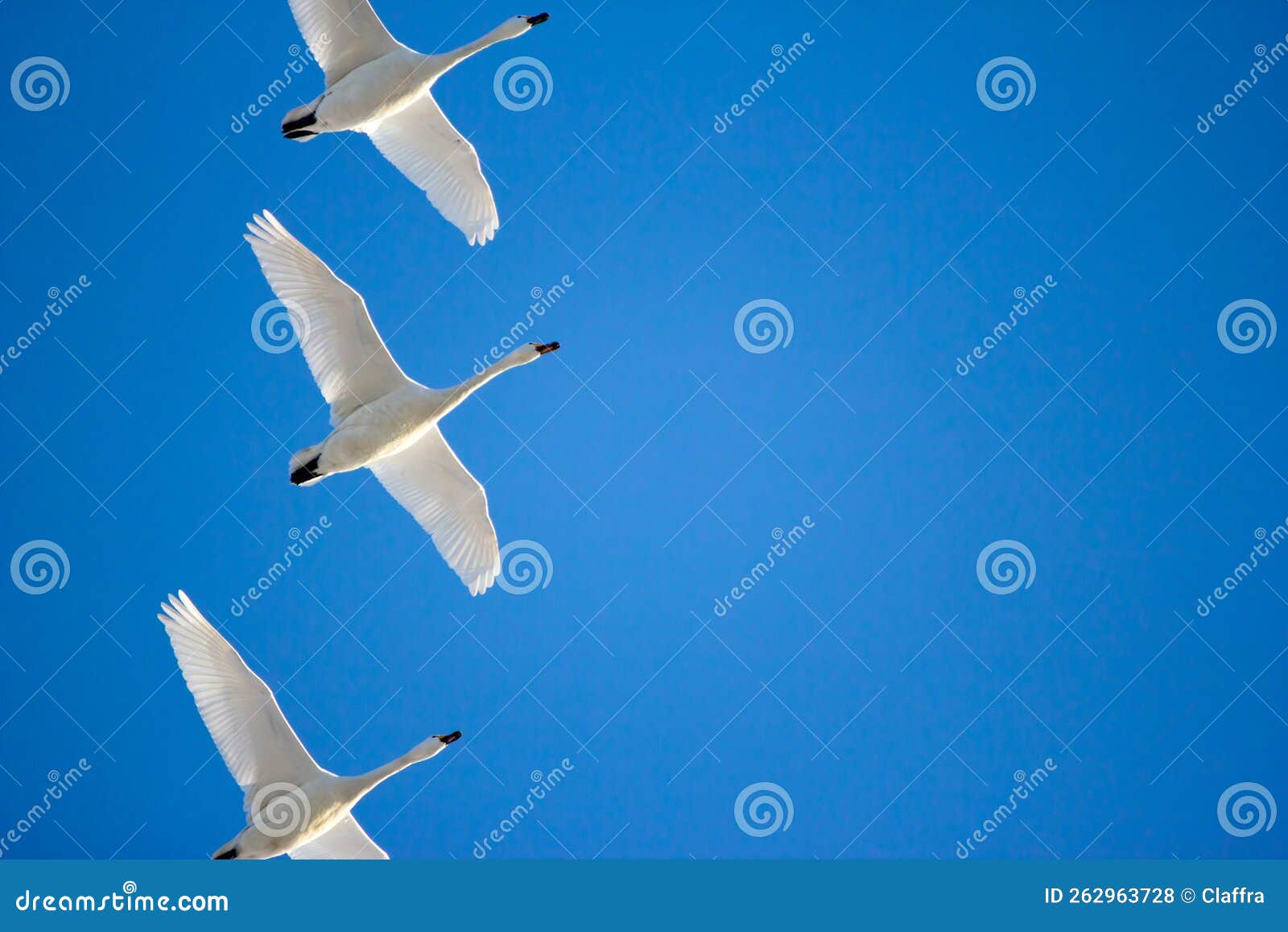 Swans Flying in a Clear Blue Sky Stock Photo - Image of moon, spirit ...