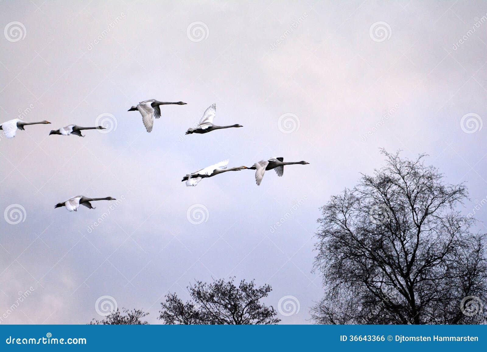 Swans flying stock photo. Image of sunset, season, flying - 36643366