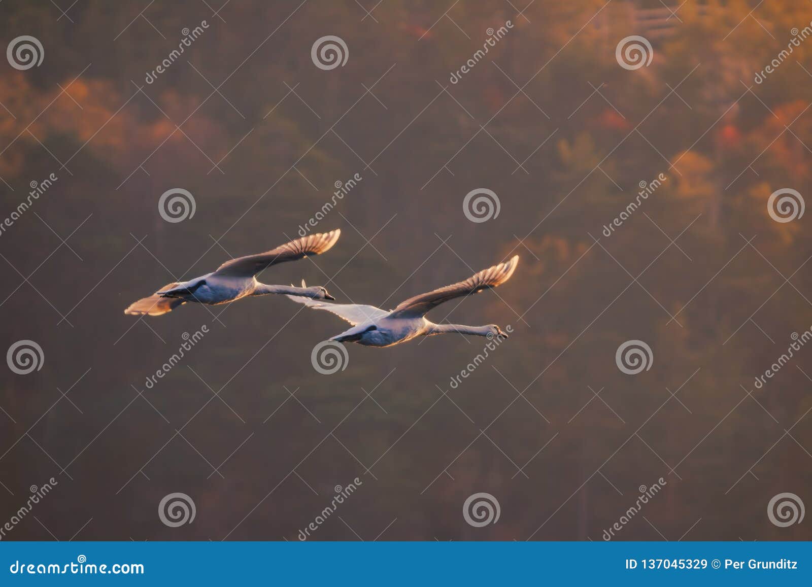 Pair of Swans Flying into the Sunset Stock Image - Image of swan ...