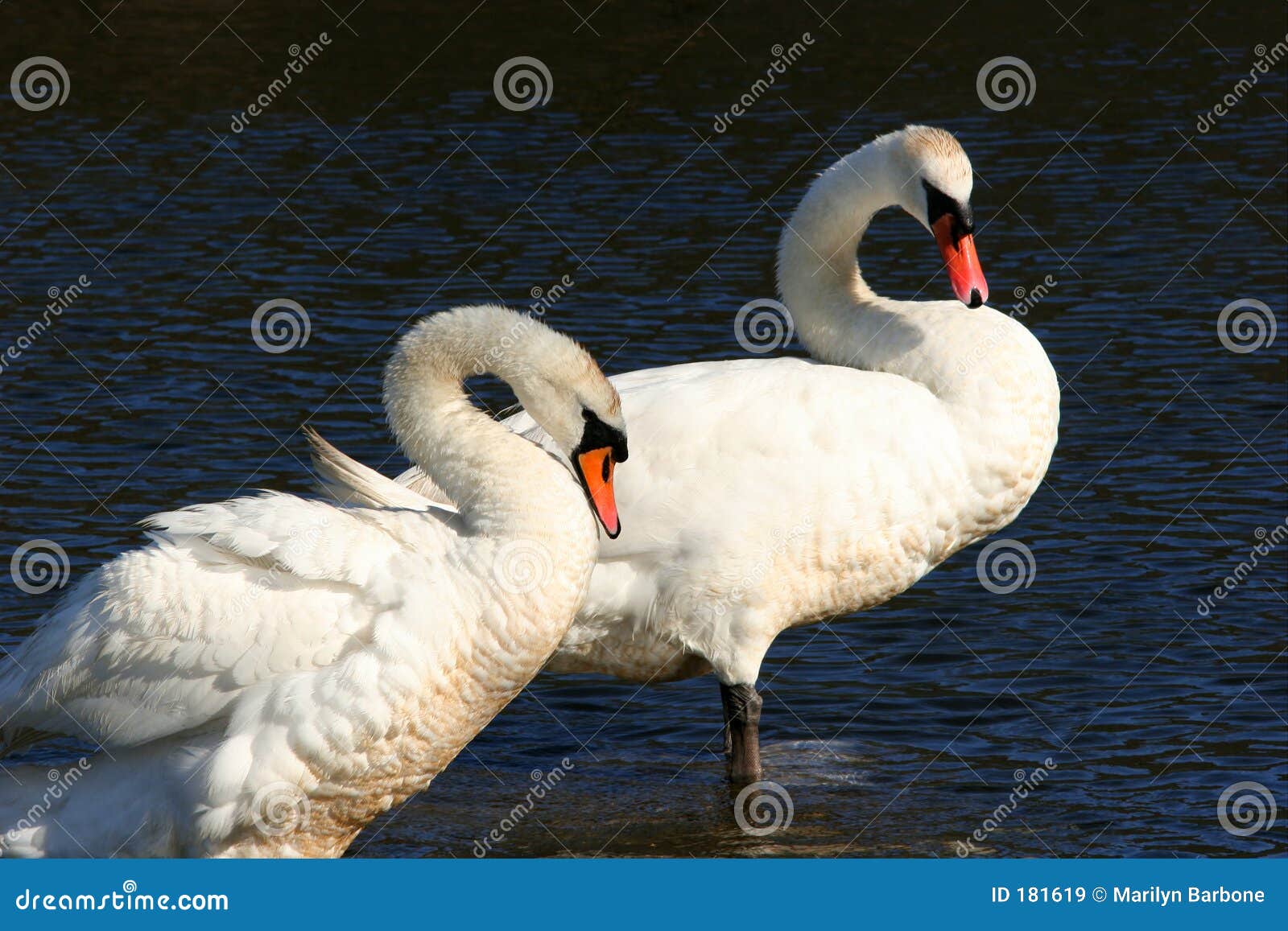 Swans, Forever Together, stock image. Image of birds, curling - 181619