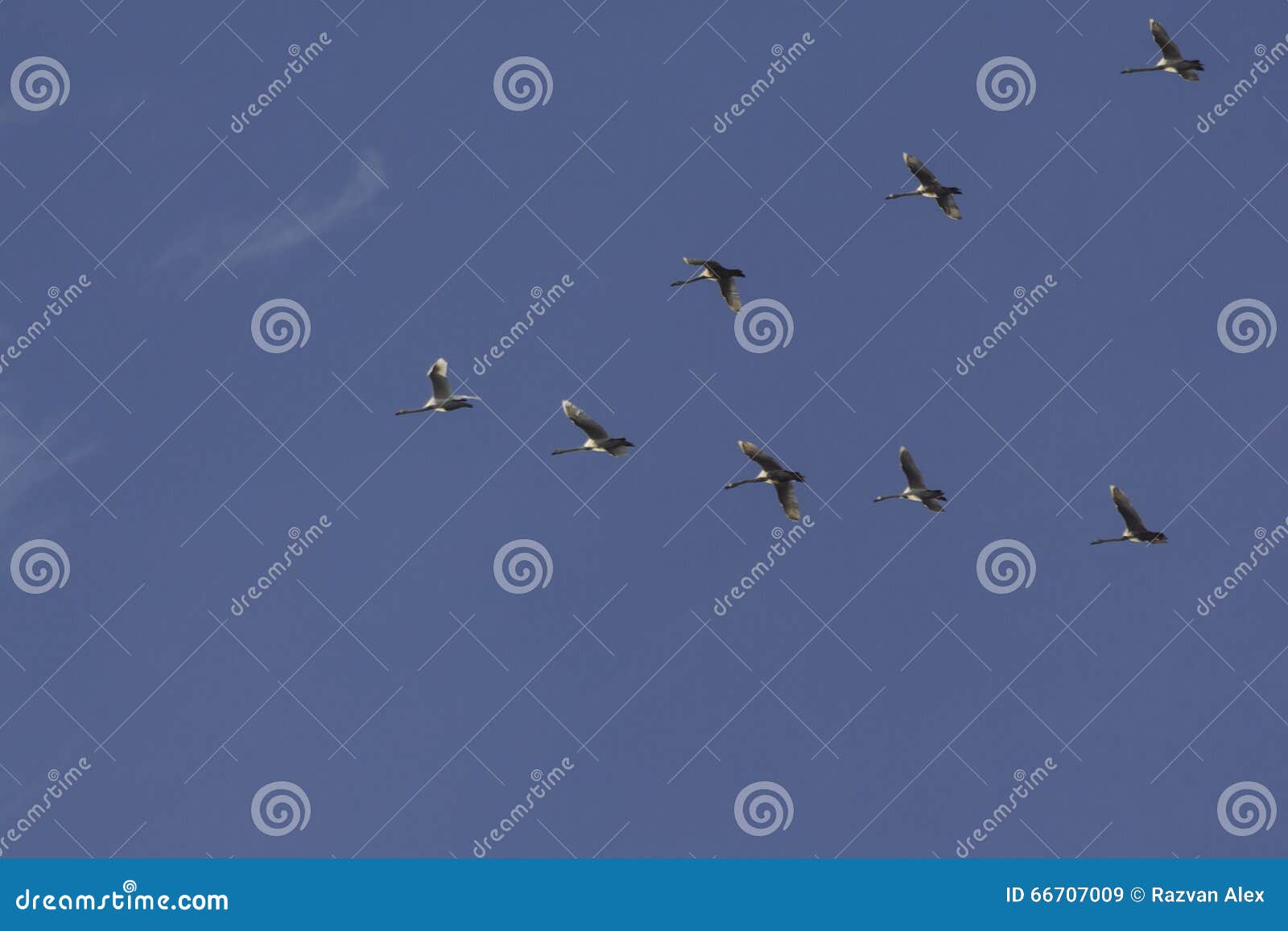 Swans in Formation stock image. Image of bird, flight - 66707009