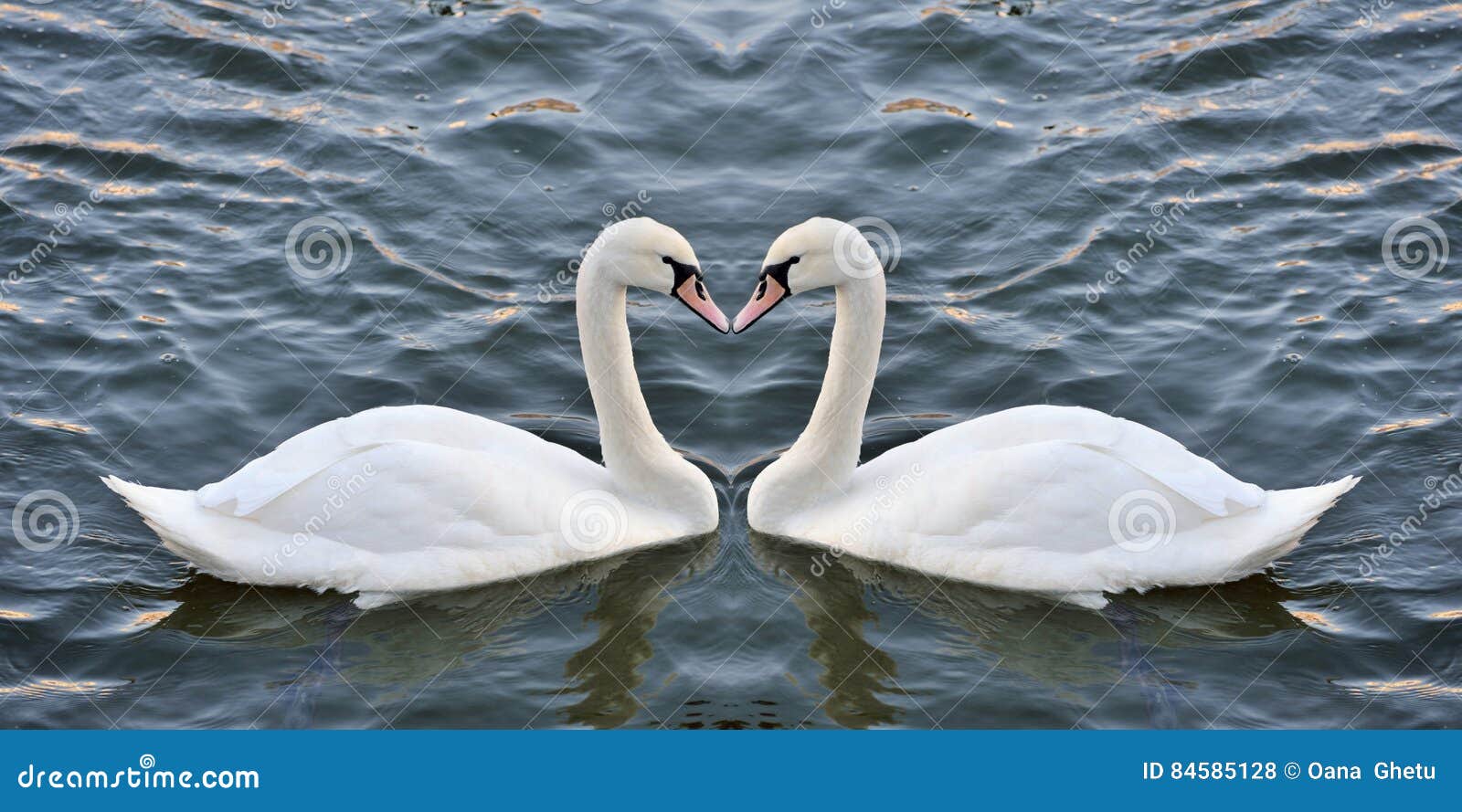 Swans forming a heart stock photo. Image of orlando, bird - 84585128