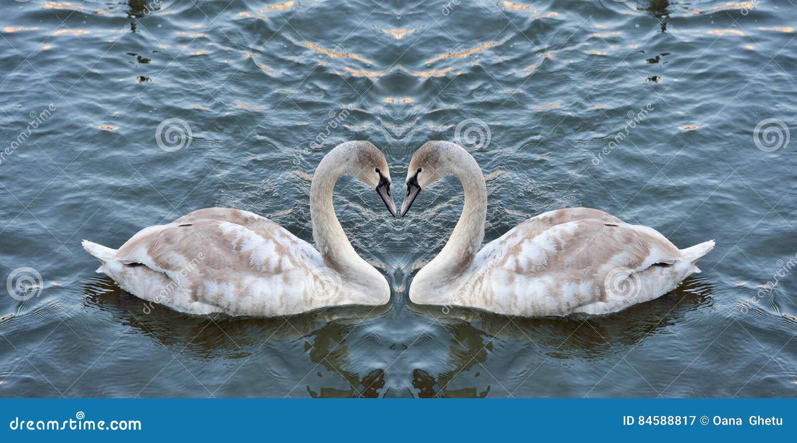 Swans forming a heart stock image. Image of form, forming - 84588817