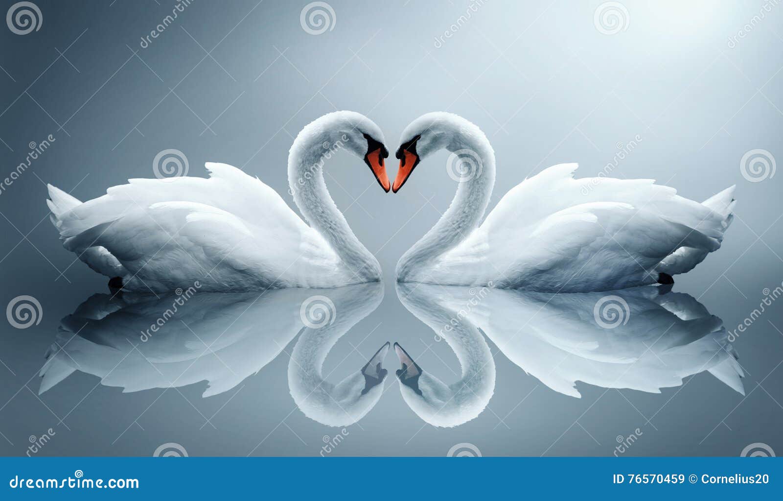 Swans stock illustration. Illustration of swim, heart - 76570459