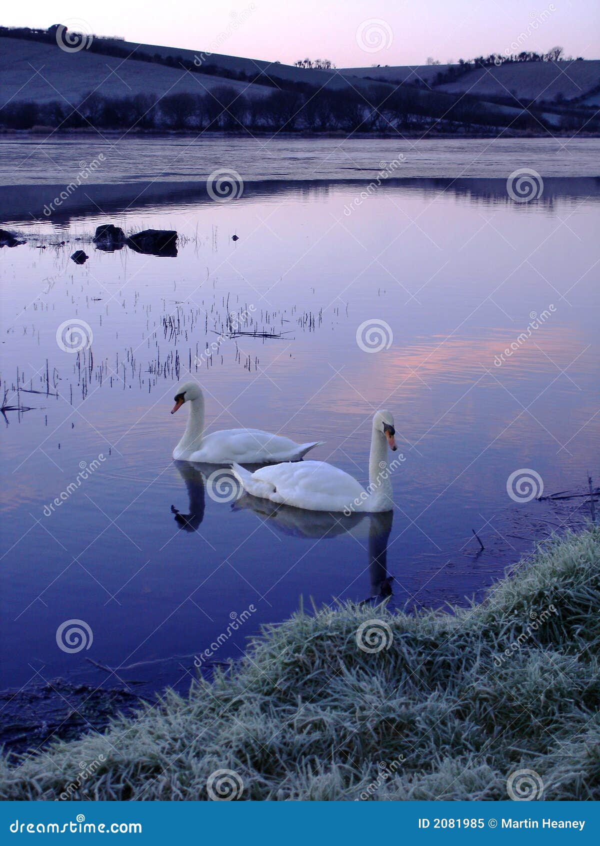 1,356 Swans Rock Photos - Free & Royalty-Free Stock Photos from Dreamstime
