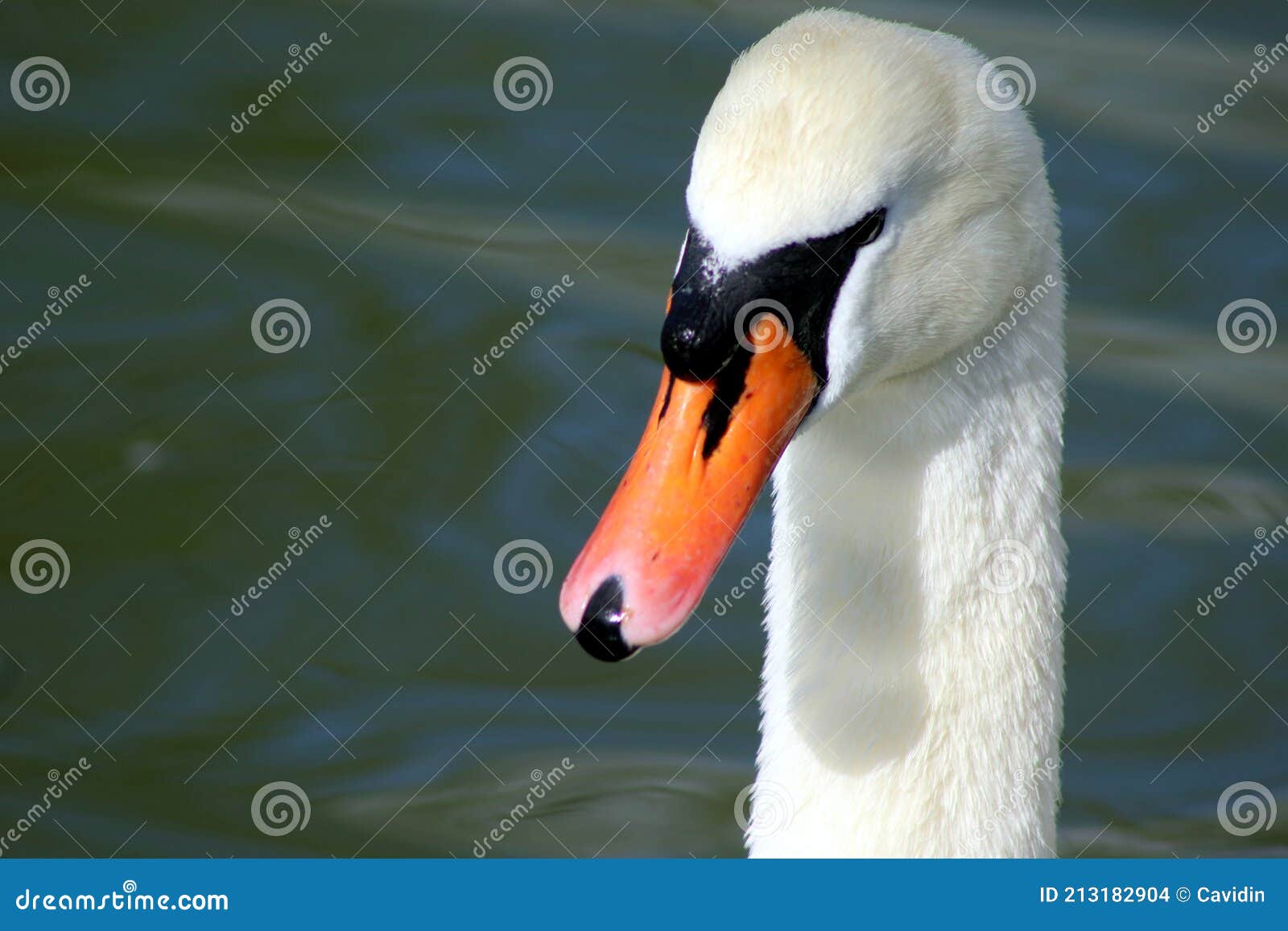 Close up of Swans Head stock photo. Image of bagquot - 213182904