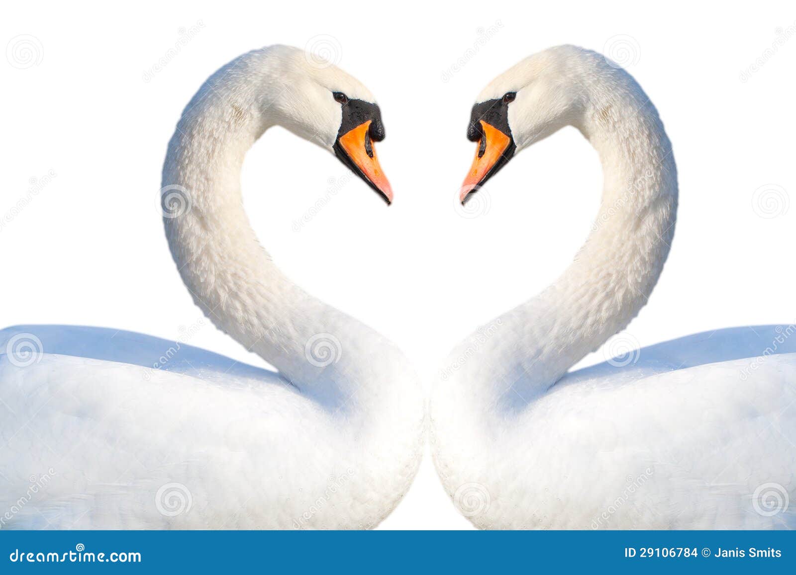 Swans heart. stock photo. Image of feather, bird, lovely - 29106784