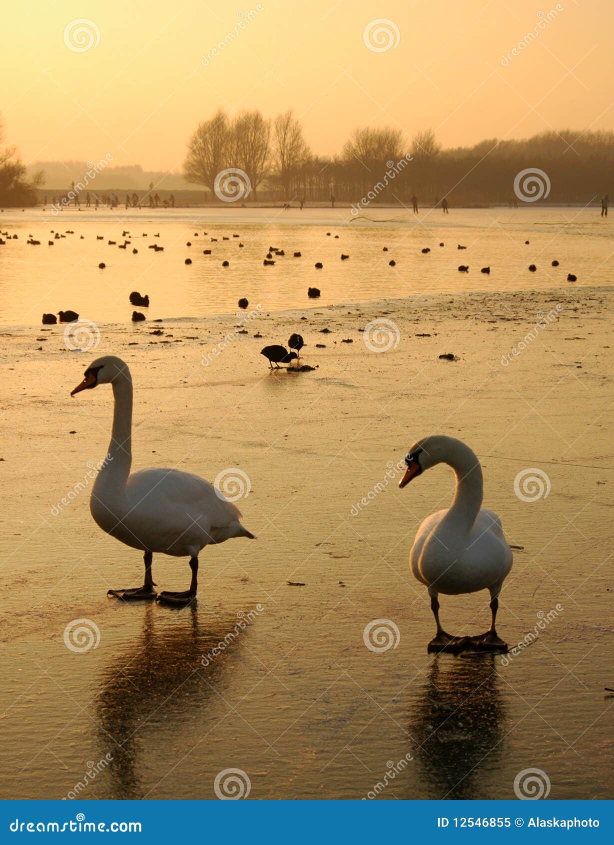 Swans on the ice stock image. Image of netherlands, landscape - 12546855