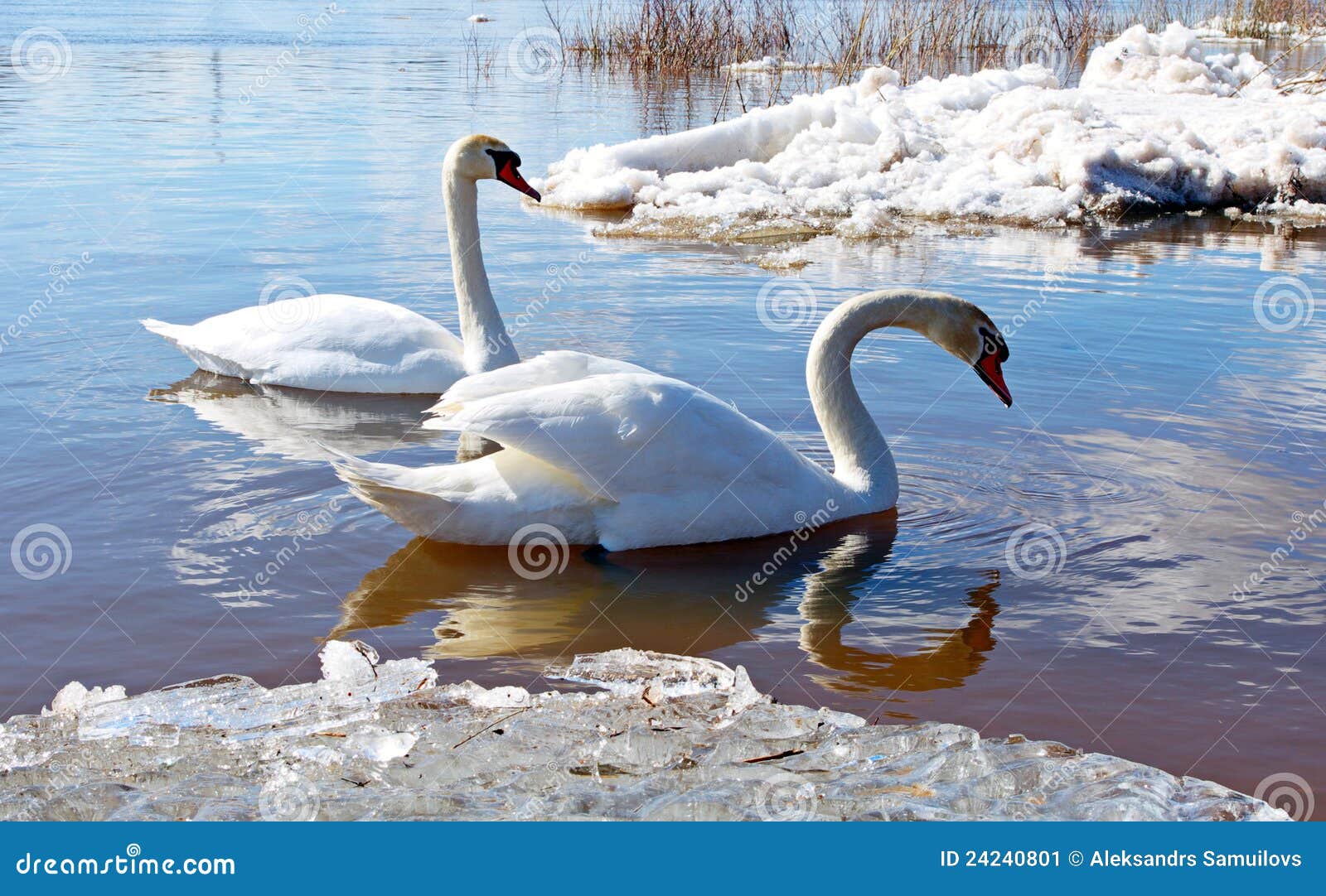 Swans of ice stock image. Image of bird, swan, beauty - 24240801