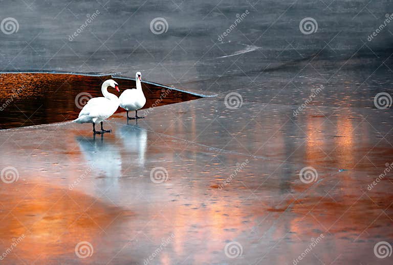 Swans on ice stock image. Image of nature, beautiful - 29332545