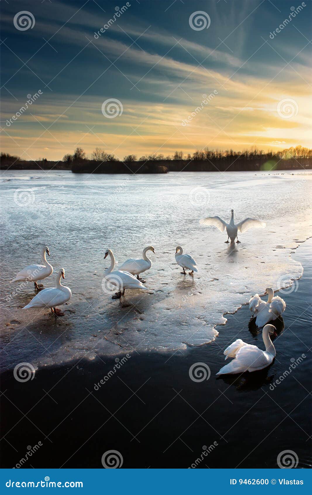 Swans II stock photo. Image of bird, evening, breathtaking - 9462600