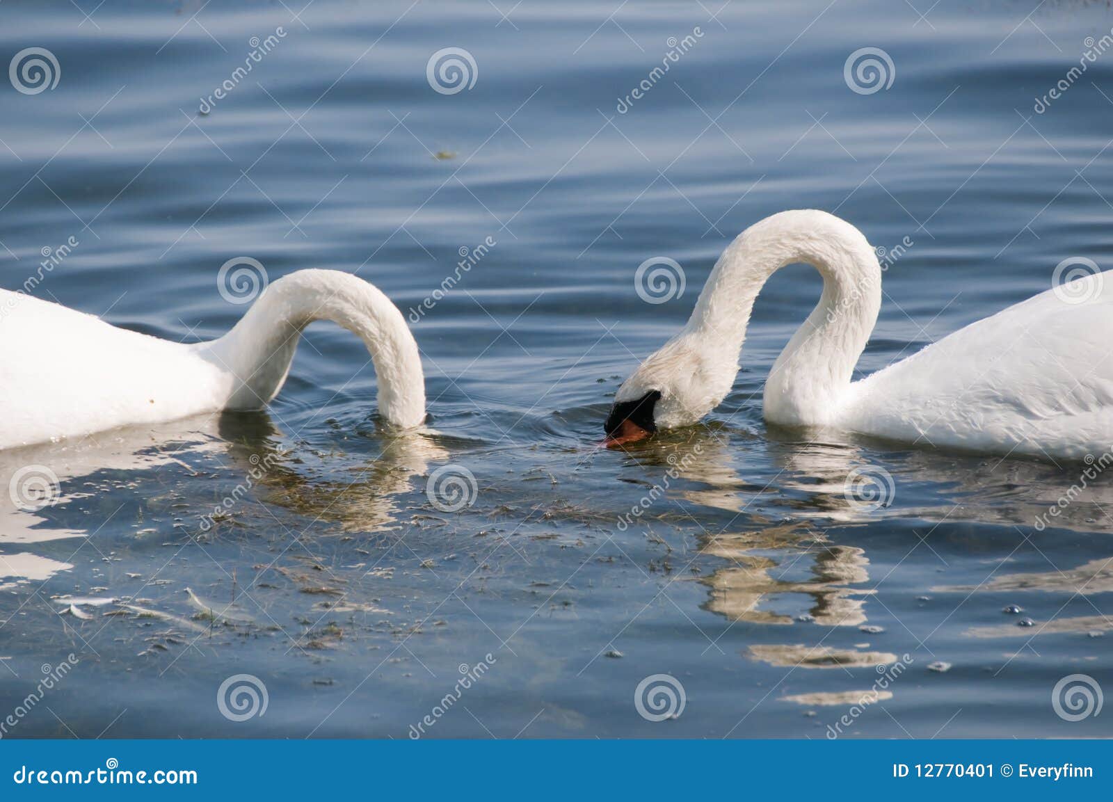 Swans on lake stock image. Image of nature, graceful - 12770401