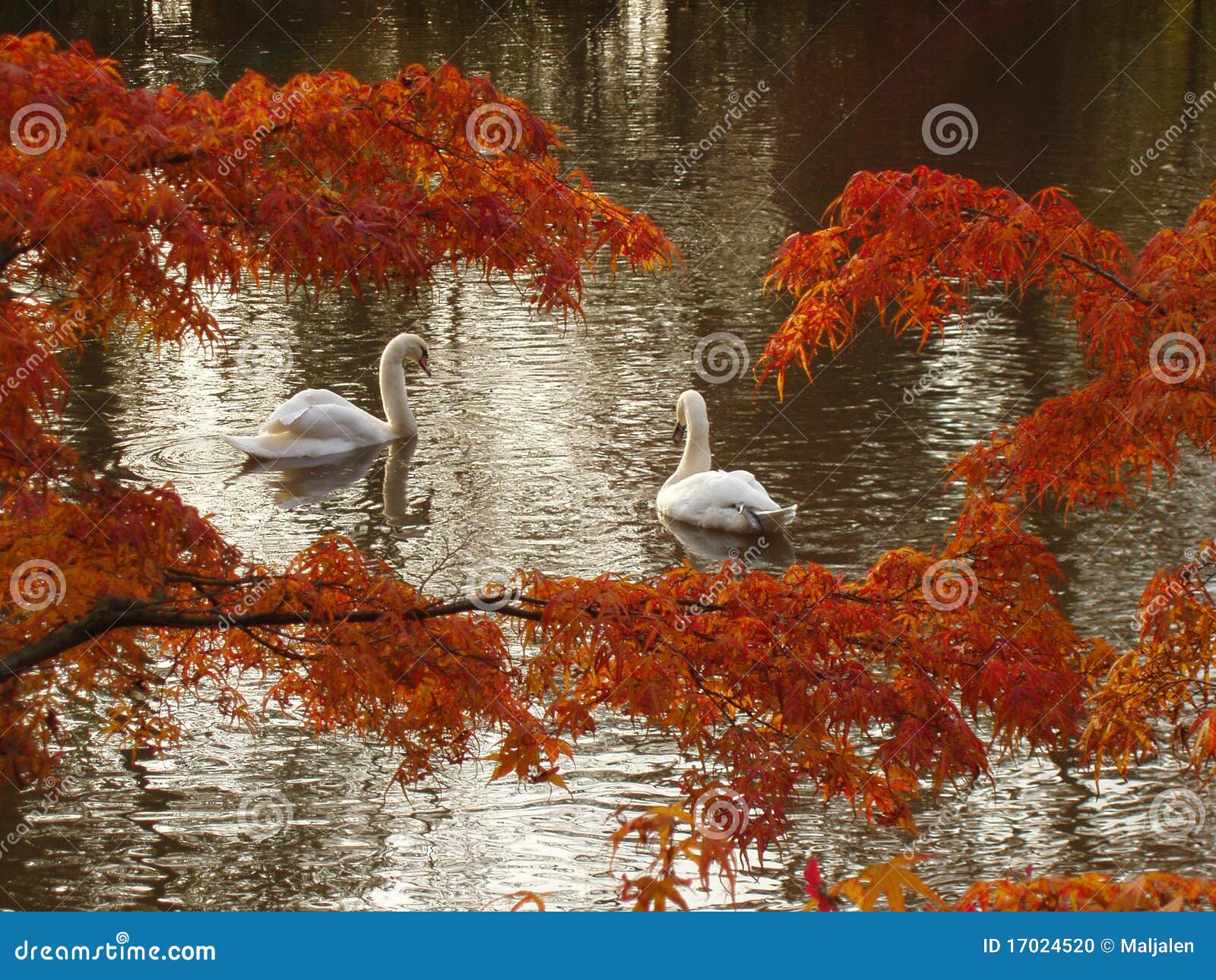 Swans on the lake stock photo. Image of love, greeting - 17024520