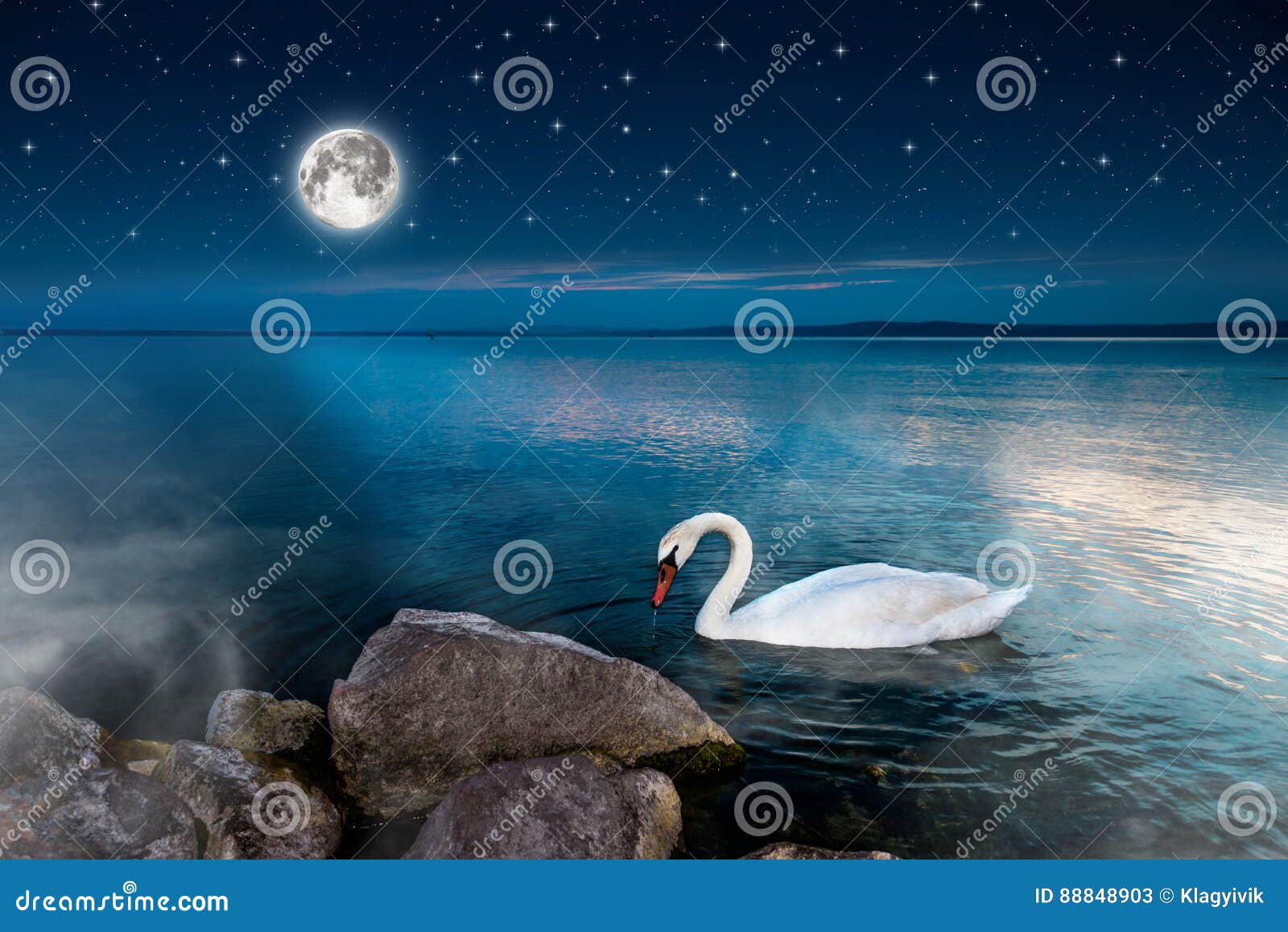 Swans on the lake stock image. Image of idyllic, lovely - 88848903