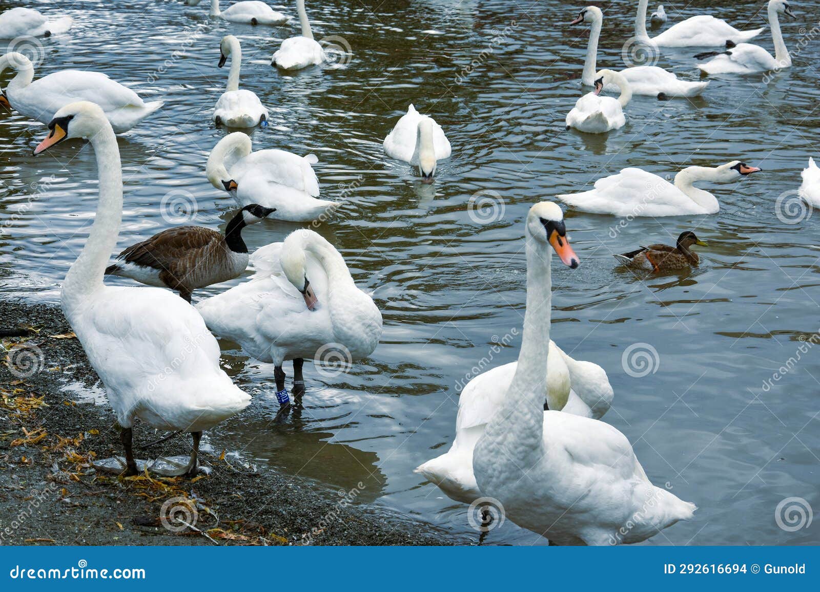 Swans on a lake in England stock photo. Image of cumbria - 292616694