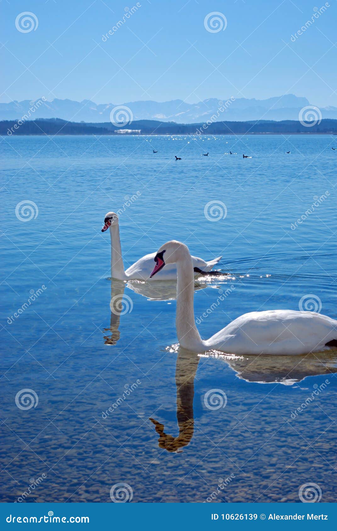Swans on a Lake in Front of Mountain Range Stock Image - Image of waves ...
