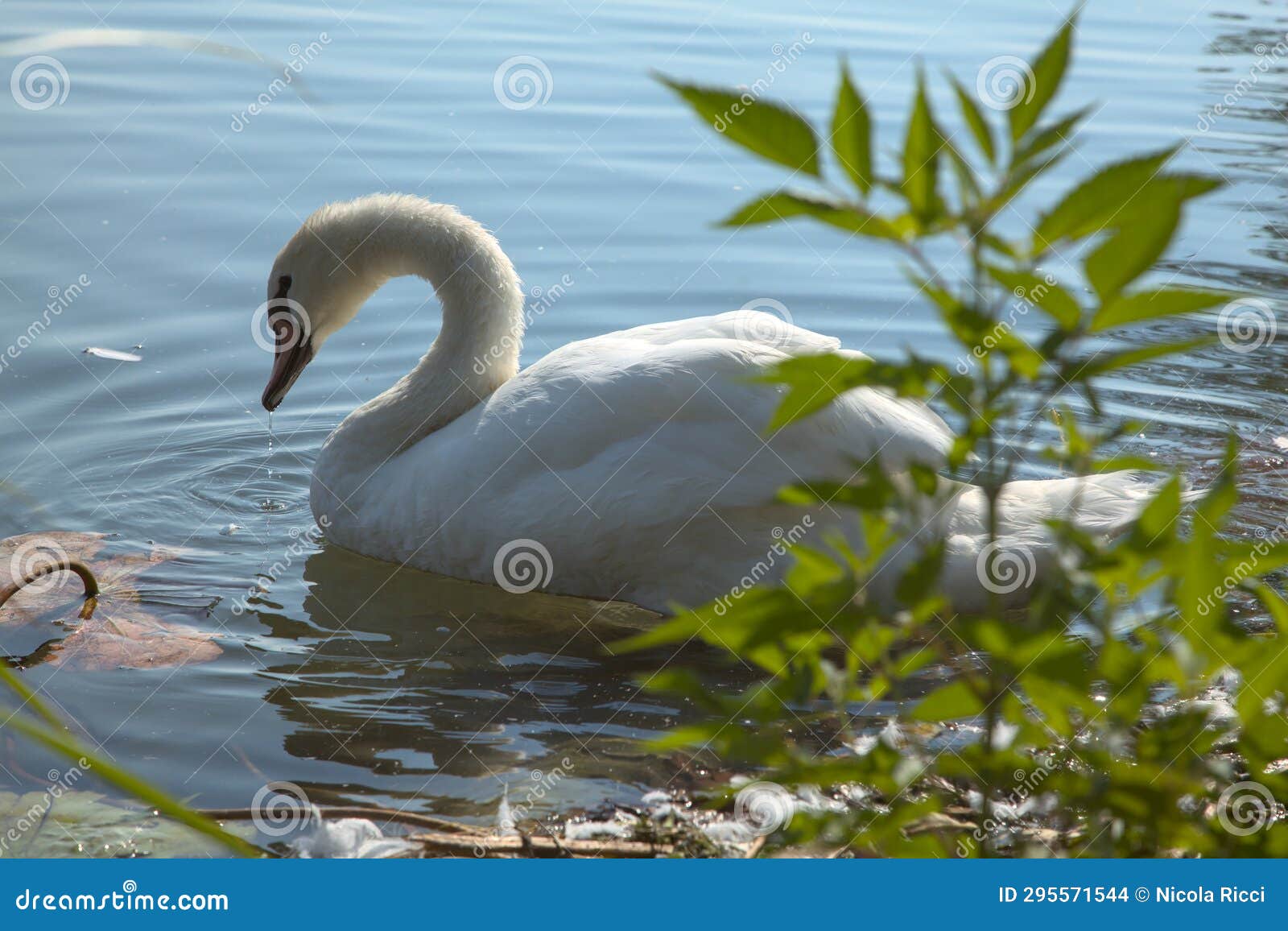 Swans on a Lake Seen from the Shore Stock Photo - Image of beautiful ...