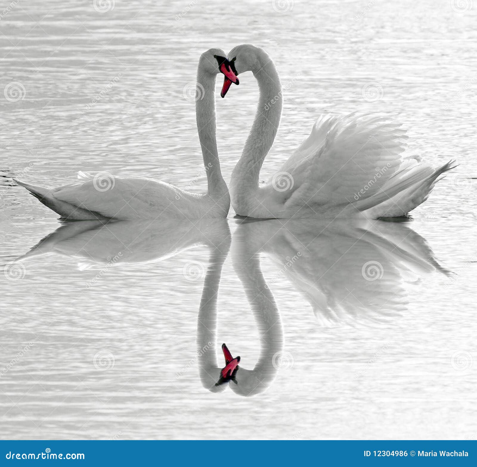Swans Love stock photo. Image of animals, grace, swan - 12304986