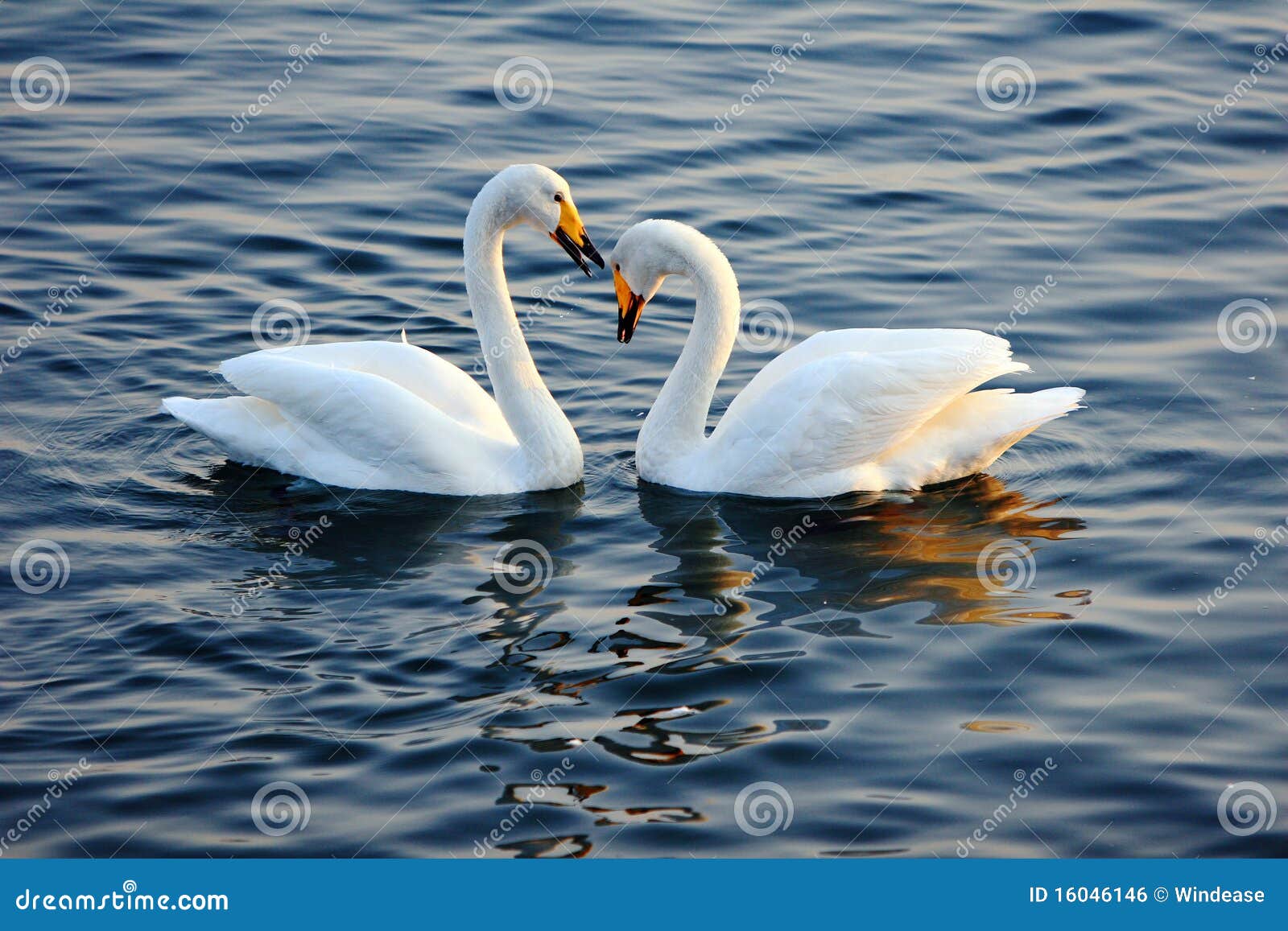 Swans in Love stock photo. Image of whisper, romance - 16046146