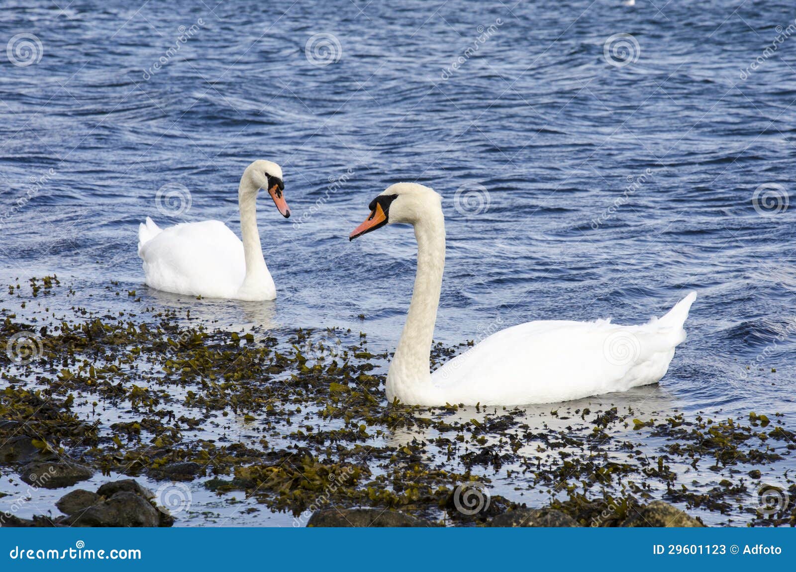 Swans in love stock image. Image of monogamy, nature - 29601123