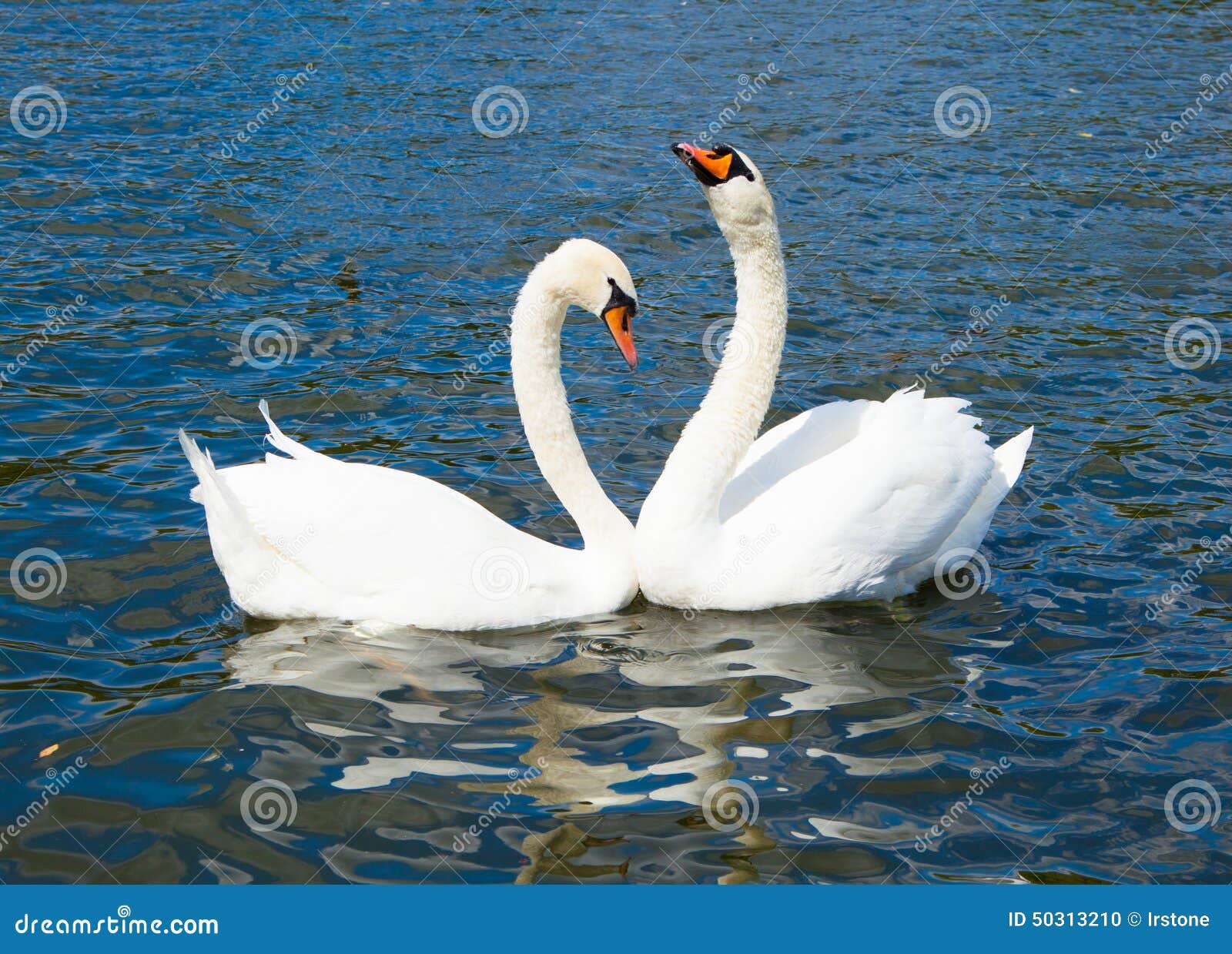 Swans in love, Hyde park stock photo. Image of peace - 50313210