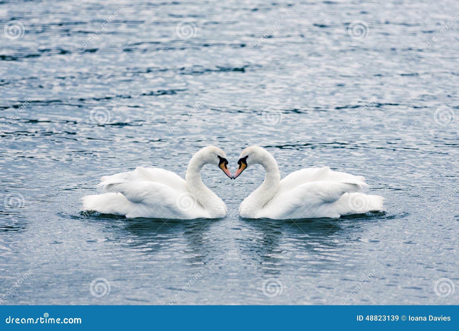 Swans in love stock image. Image of devoted, gliding - 48823139