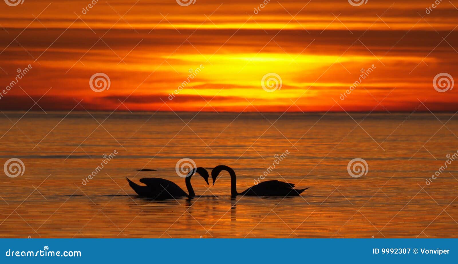 Swans making romance stock image. Image of europe, sunset - 9992307