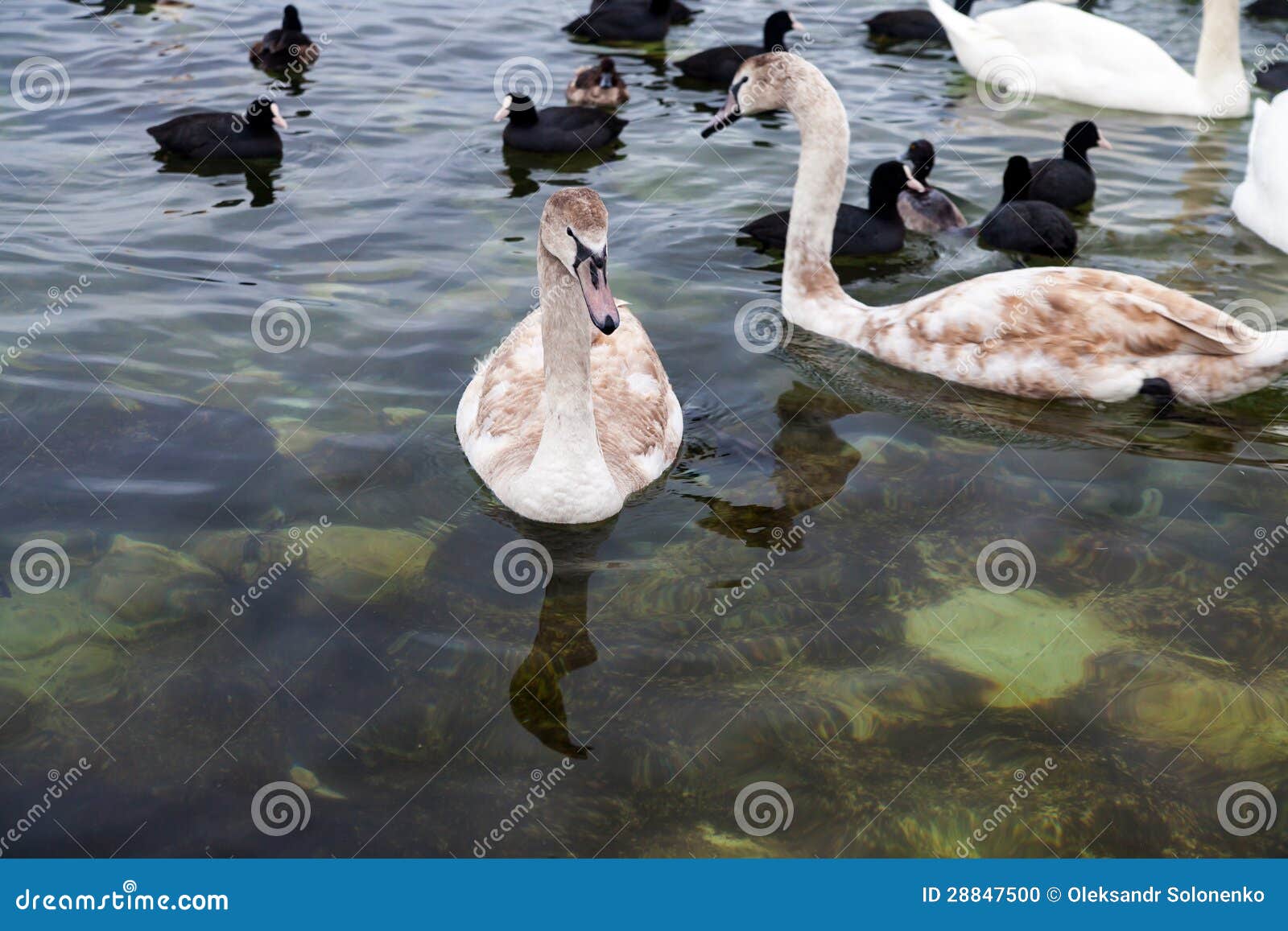 Swans and Many Black Sea Ducks Floating in the Sea Stock Photo - Image ...