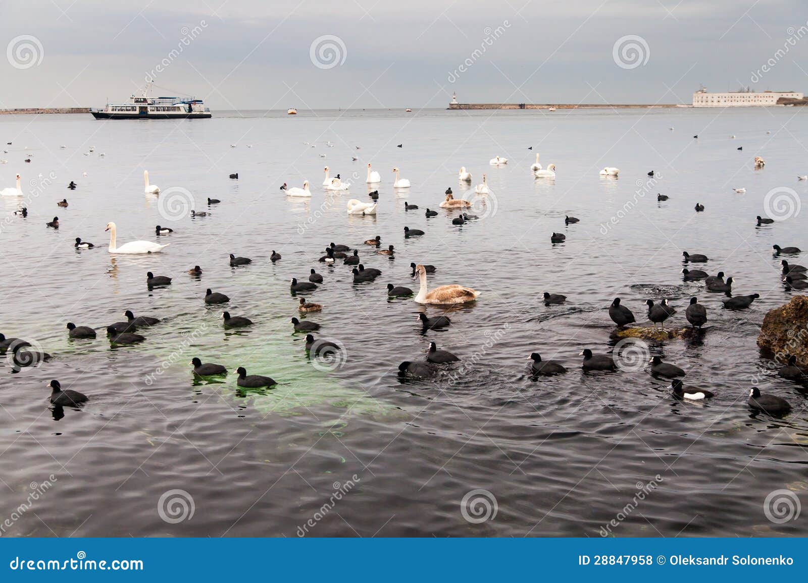 Swans and Many Black Sea Ducks Floating in the Sea Stock Photo - Image ...
