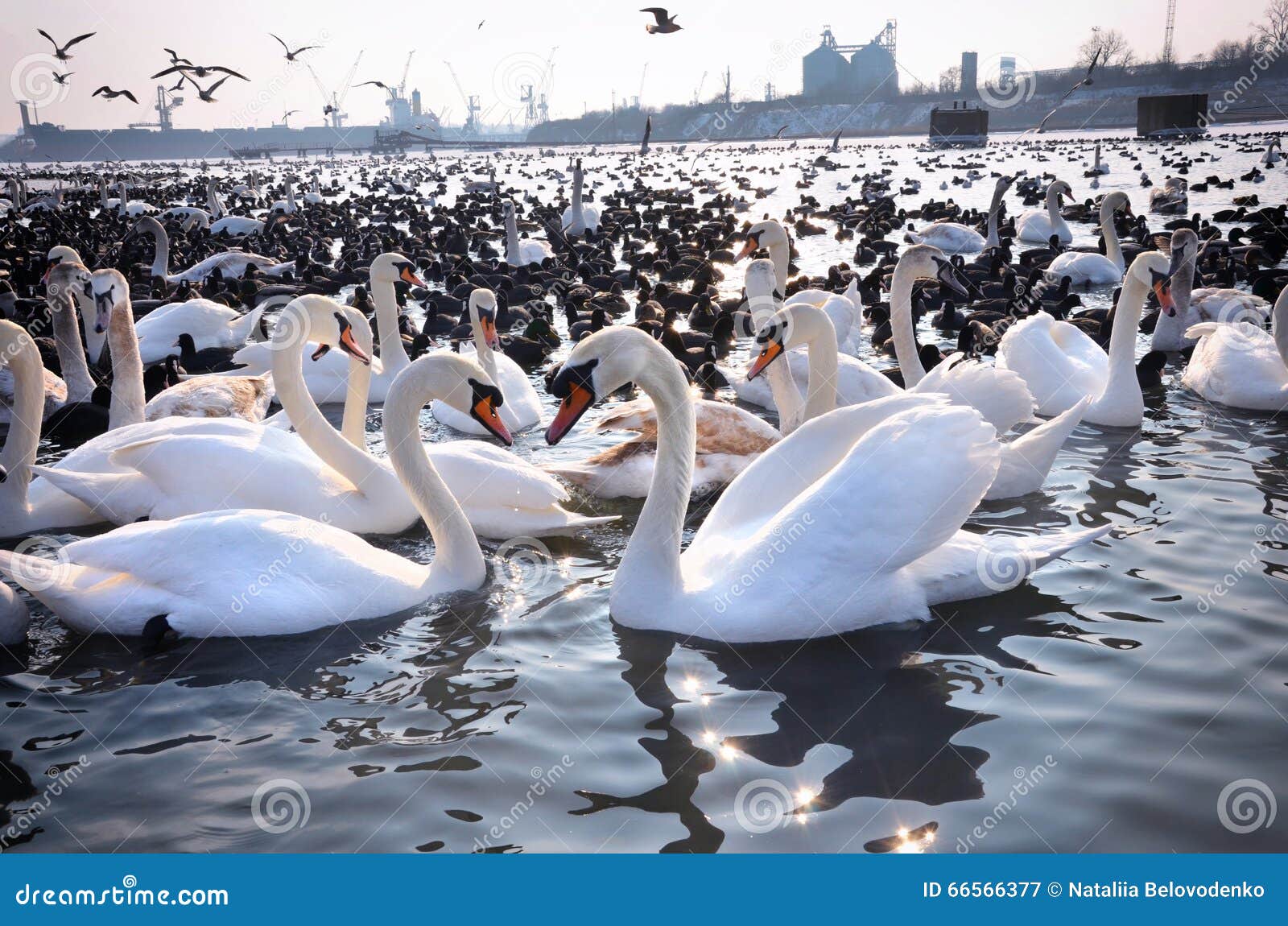 Swans stock image. Image of nature, ducks, birds, gulls - 66566377