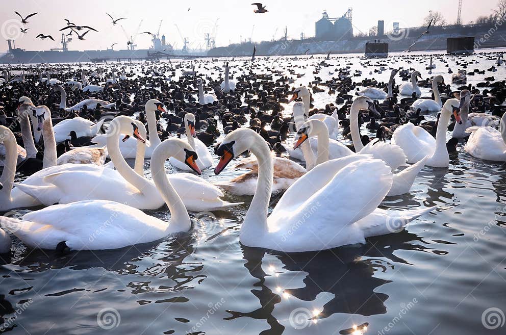 Swans stock image. Image of nature, ducks, birds, gulls - 66566377