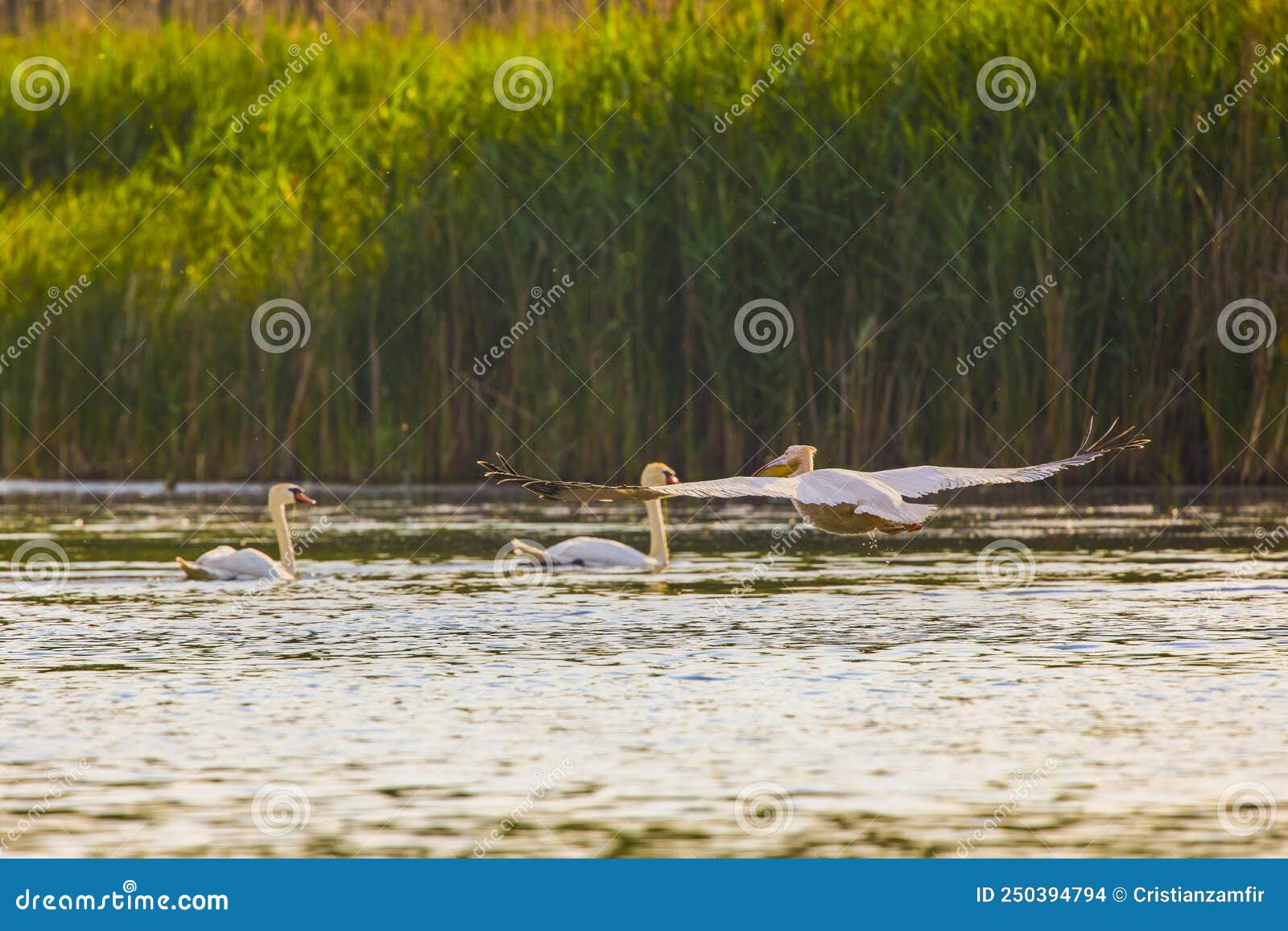 Swans in the Natural Environment Stock Photo - Image of beautiful ...