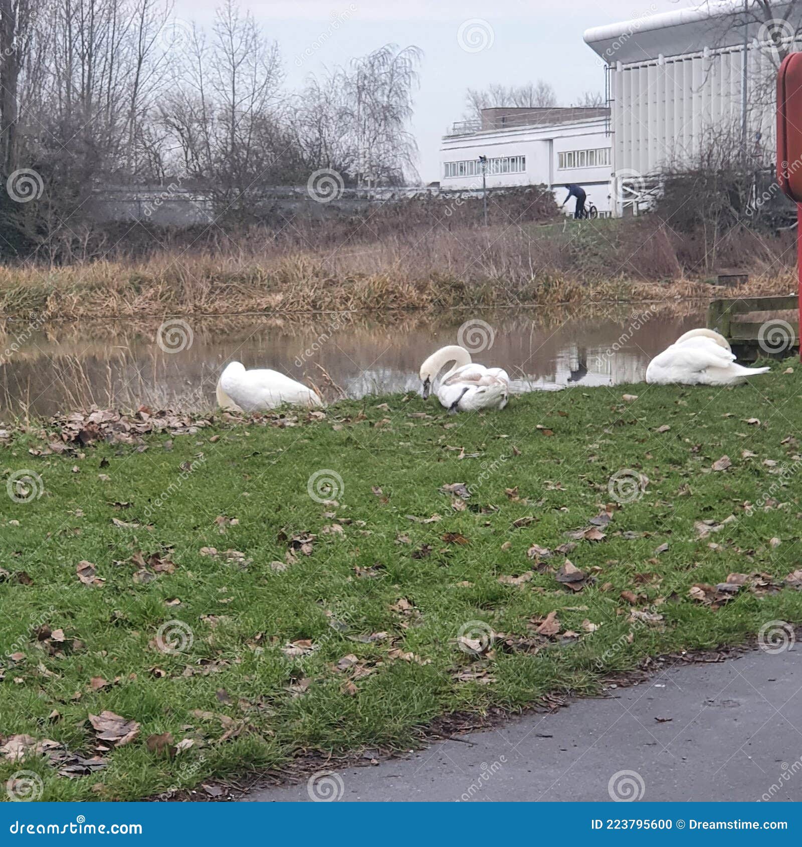 Swans nature spring stock photo. Image of rock, water - 223795600