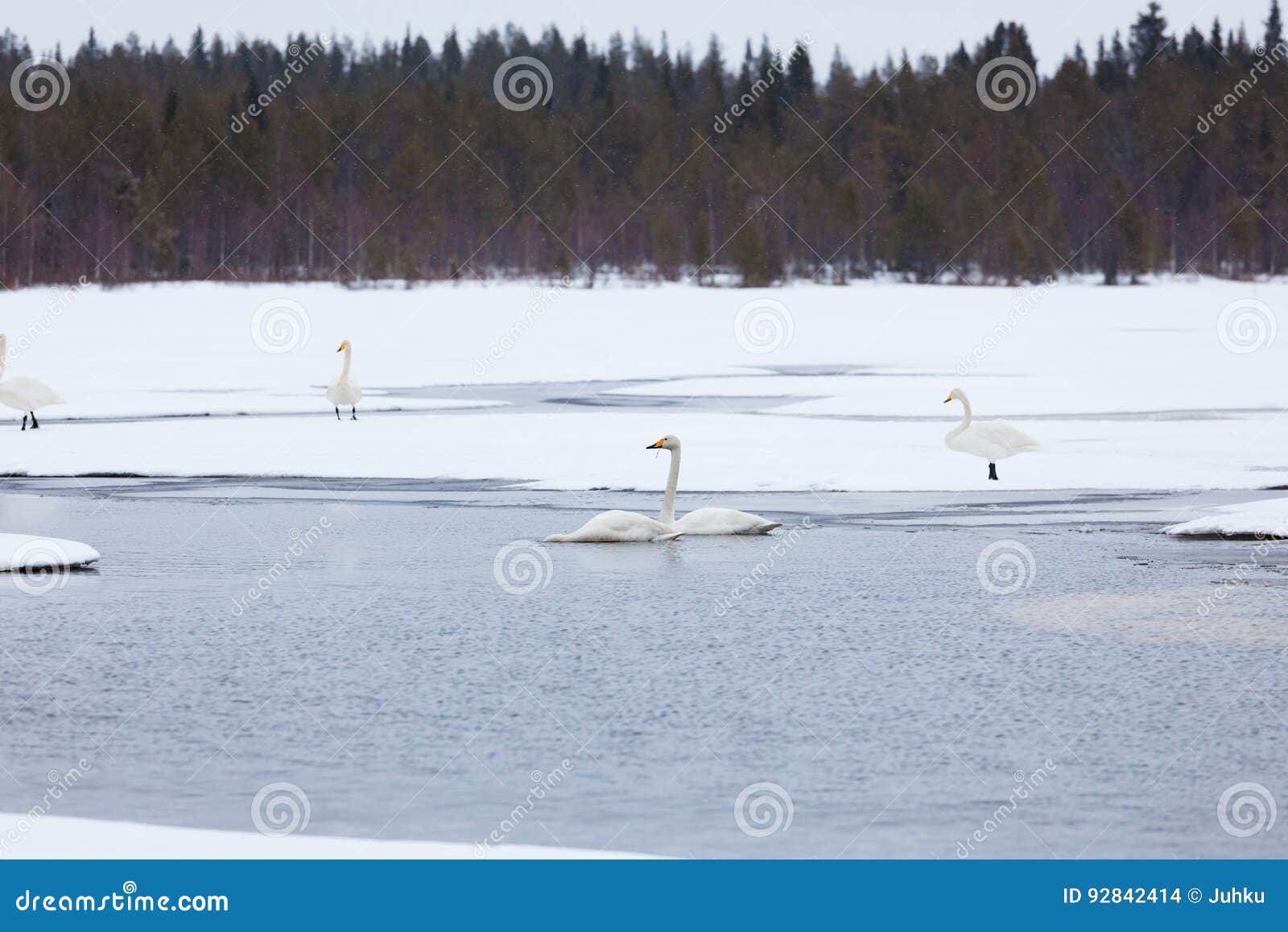 Swans on Partially Frozen Lake Stock Photo - Image of snow, flock: 92842414