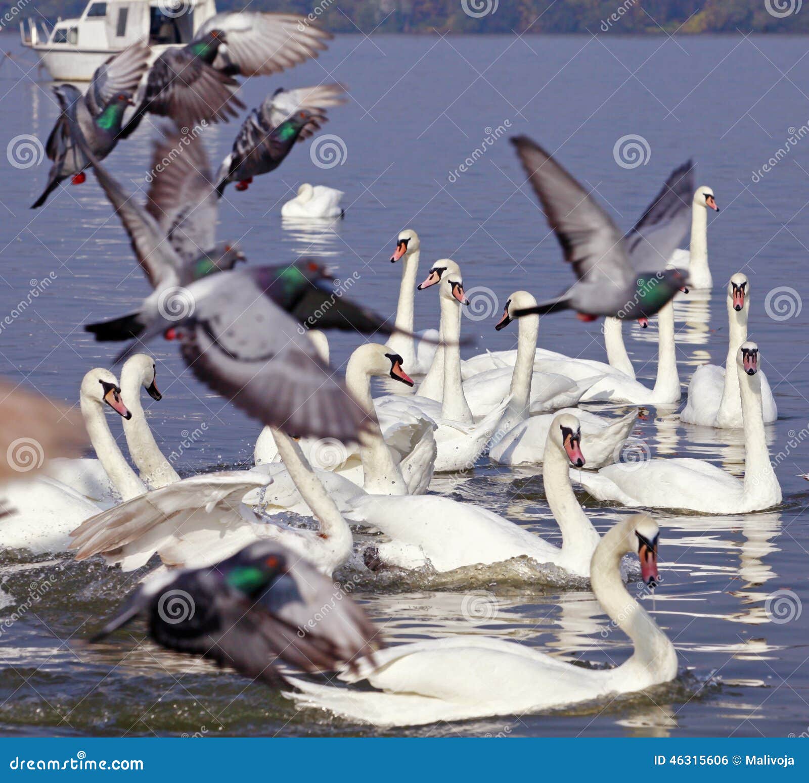 Swans and pigeon stock photo. Image of animals, flying - 46315606