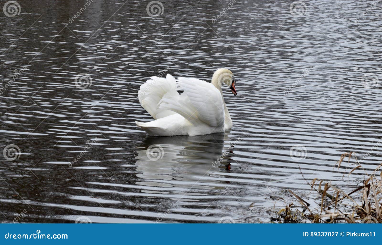 Swans on the pond stock image. Image of quivering, flock - 89337027