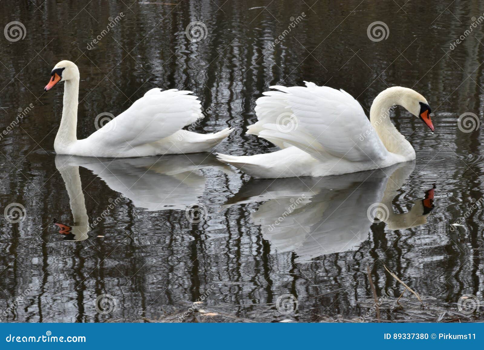 Swans on the pond stock photo. Image of birds, beak, couple - 89337380