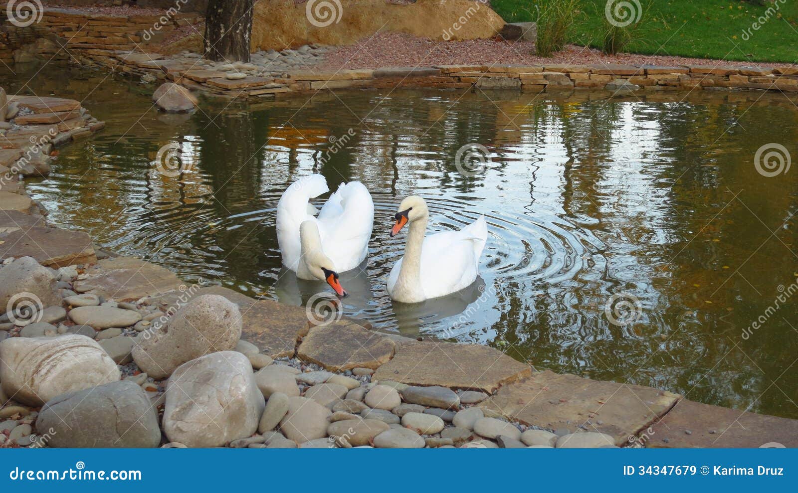 Swans in a pond stock image. Image of friendship, pond - 34347679