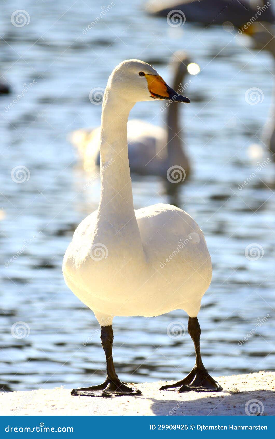 Swan posing stock photo. Image of beautiful, cute, nature - 29908926