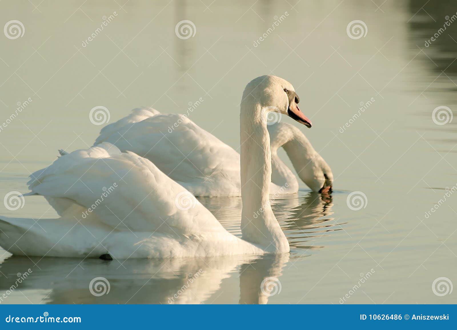Swans in the Rays of the Rising Sun Stock Photo - Image of lake ...